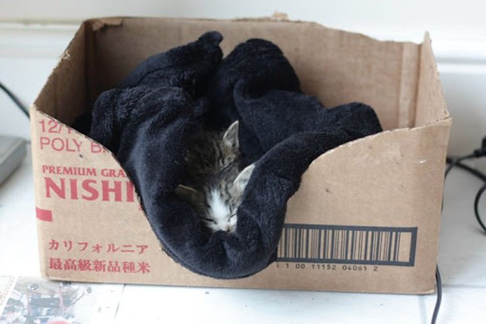 Little Rufus and Martha - Love Meow