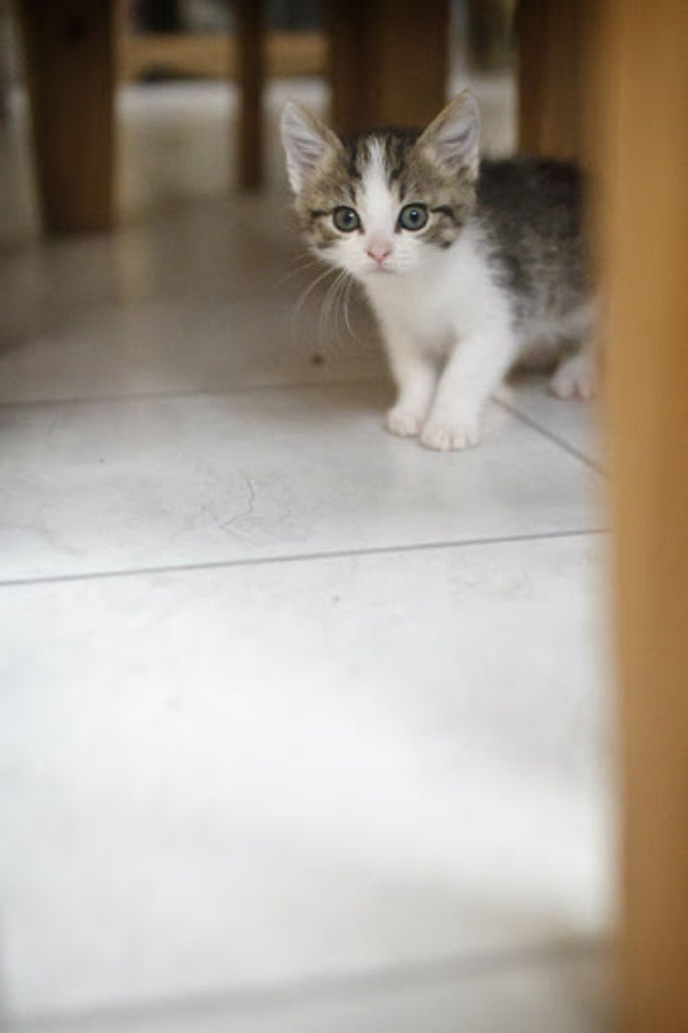 Little Rufus and Martha - Love Meow