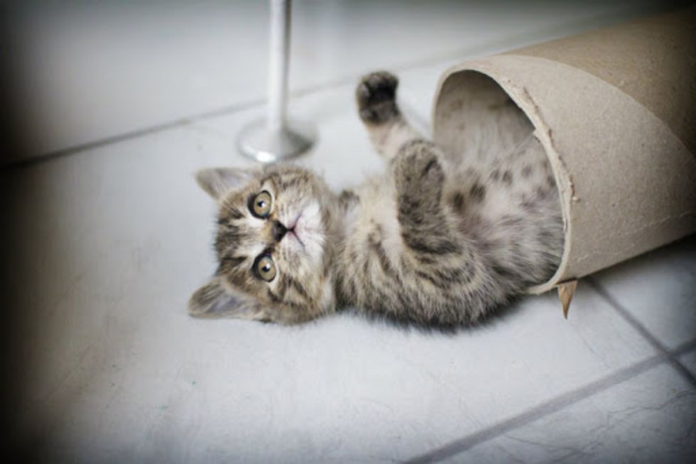 Little Rufus and Martha - Love Meow