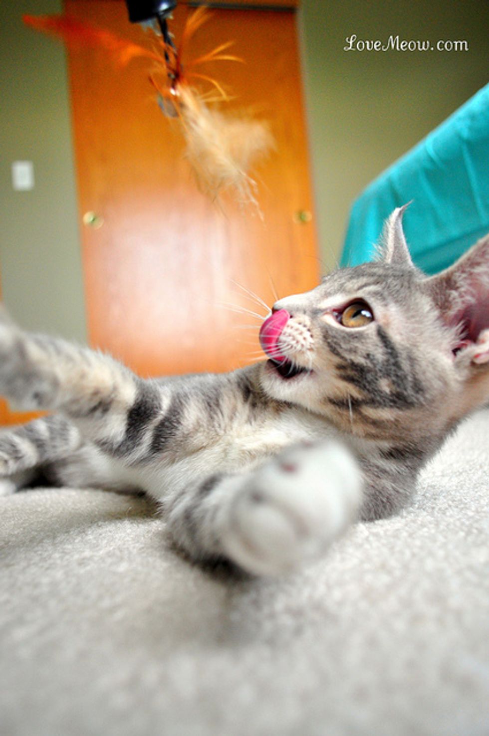 Lucy the Kitty Joins Meow Family - Love Meow