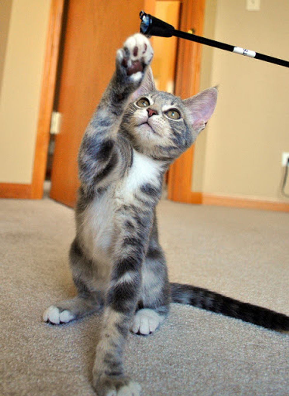 Lucy the Kitty Joins Meow Family - Love Meow