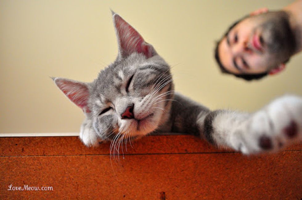 Lucy the Kitty Joins Meow Family - Love Meow