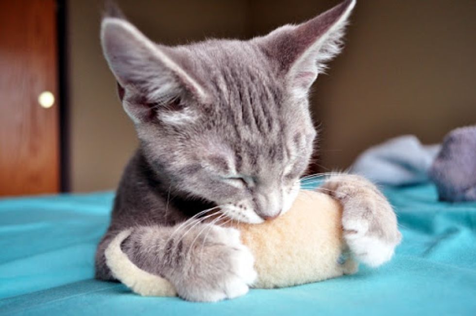 Lucy the Kitty Joins Meow Family - Love Meow