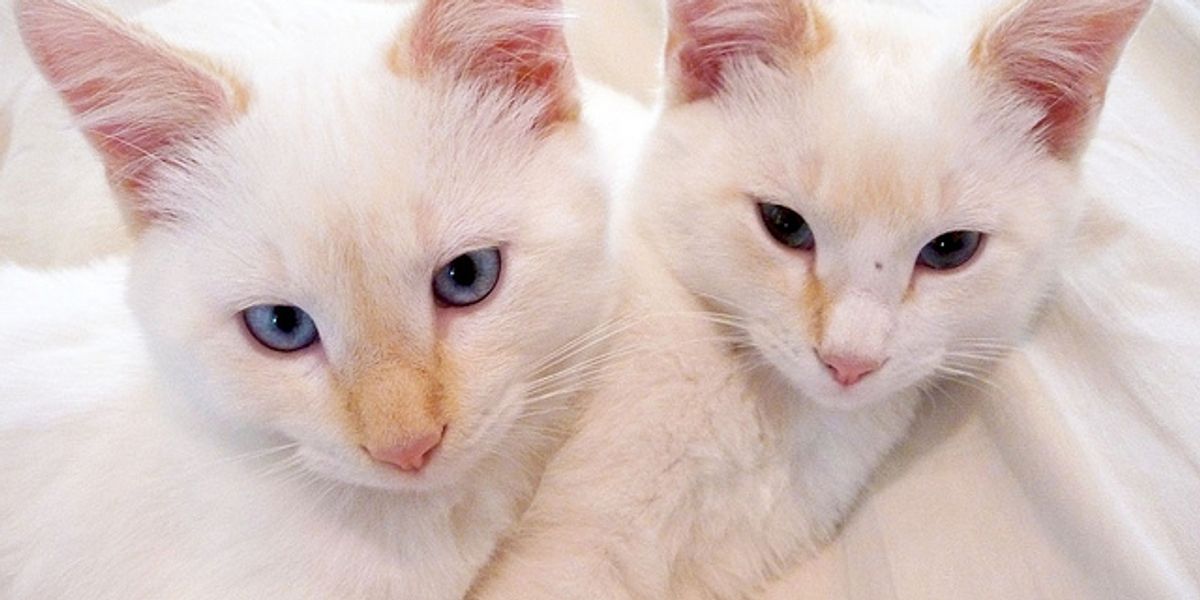 Rescue Story of Stitch and Mallow - Love Meow