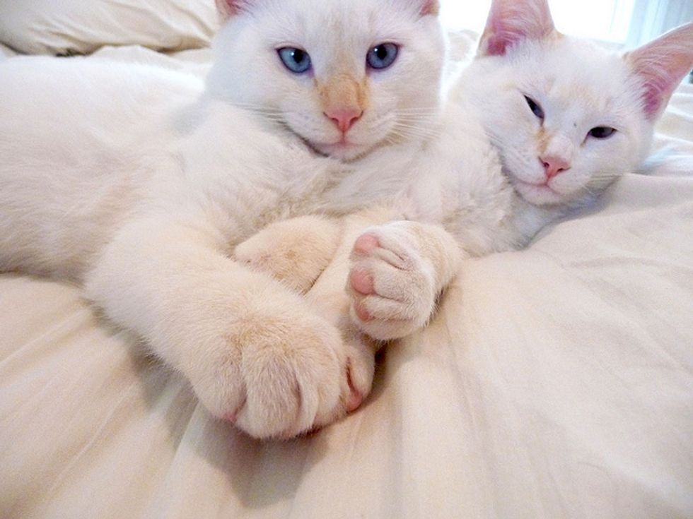 Rescue Story of Stitch and Mallow - Love Meow