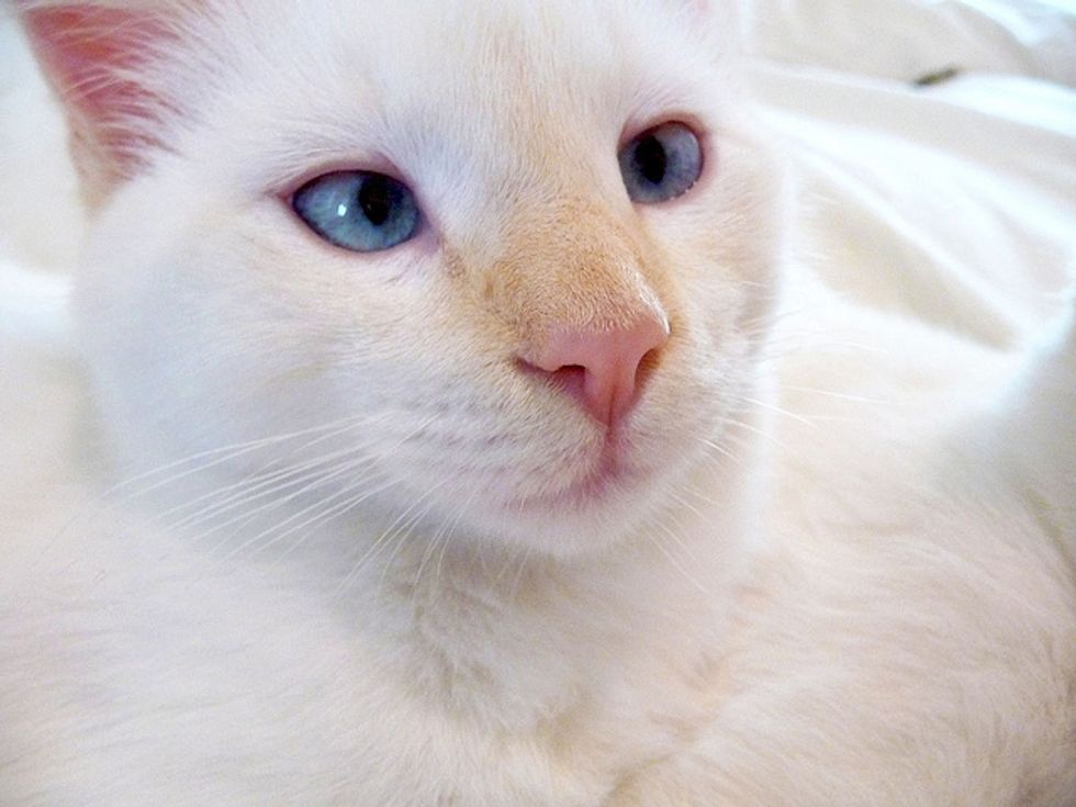 Rescue Story of Stitch and Mallow - Love Meow