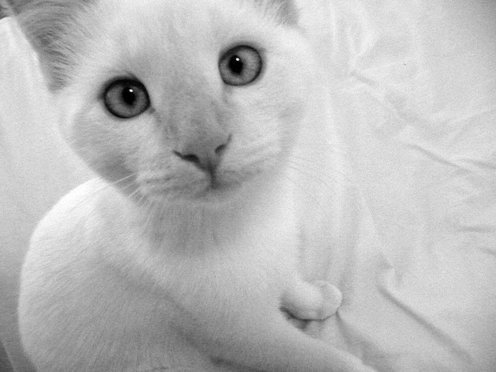 Rescue Story of Stitch and Mallow - Love Meow