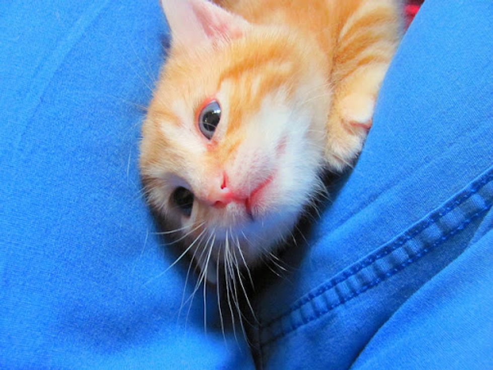 Frito the Ginger Foster - Love Meow