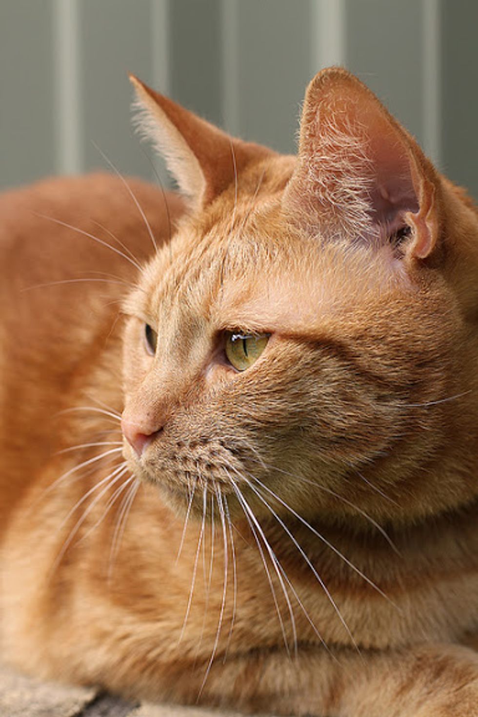 Two Ginger Brothers Punk and Spew - Love Meow
