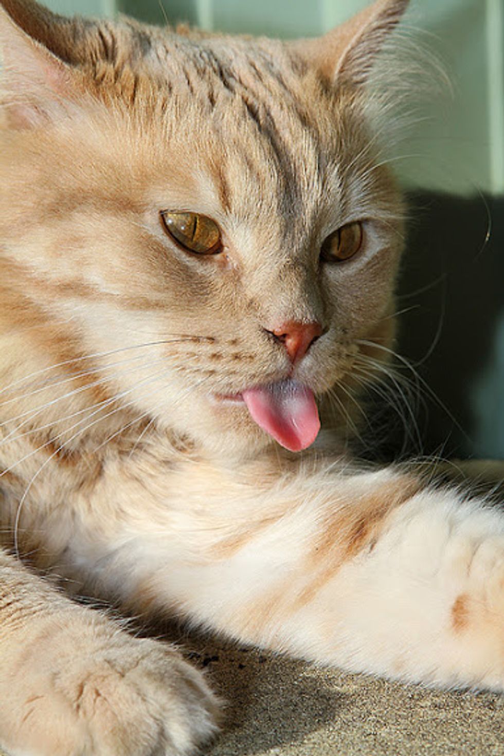 Two Ginger Brothers Punk and Spew - Love Meow