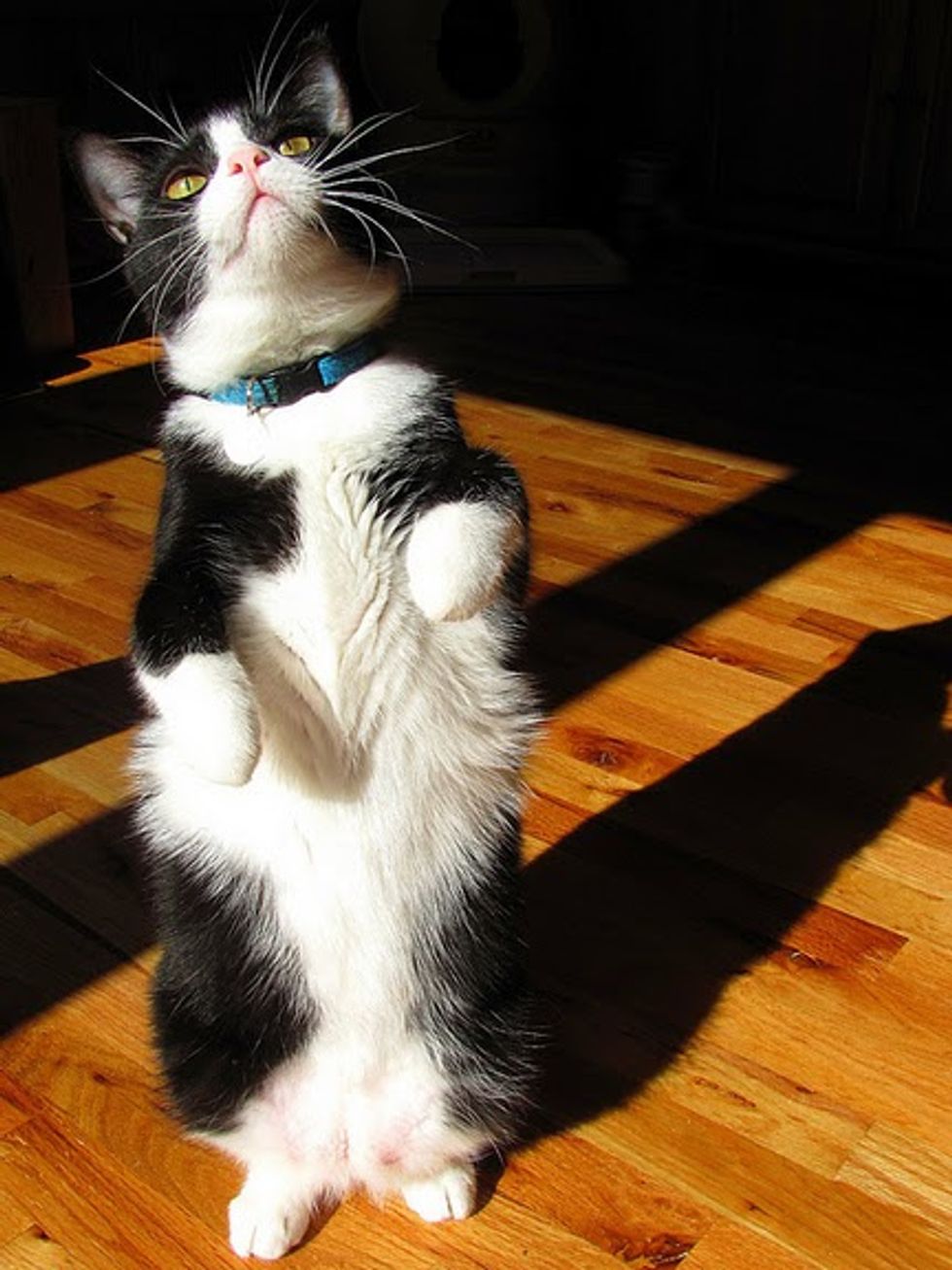 Zamboni the Tuxedo Cat - Love Meow