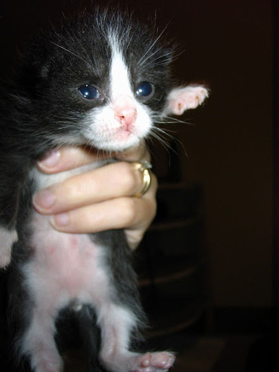 Zamboni the Tuxedo Cat - Love Meow
