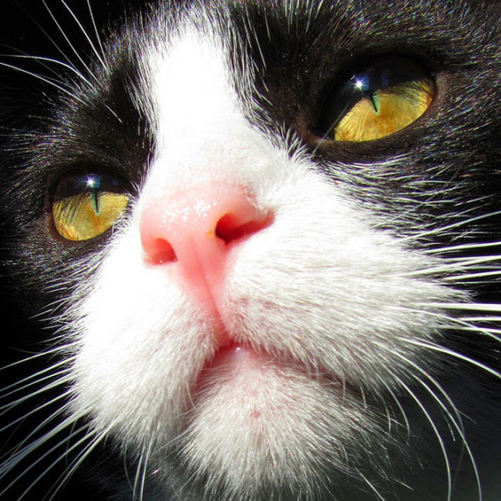 Zamboni the Tuxedo Cat - Love Meow