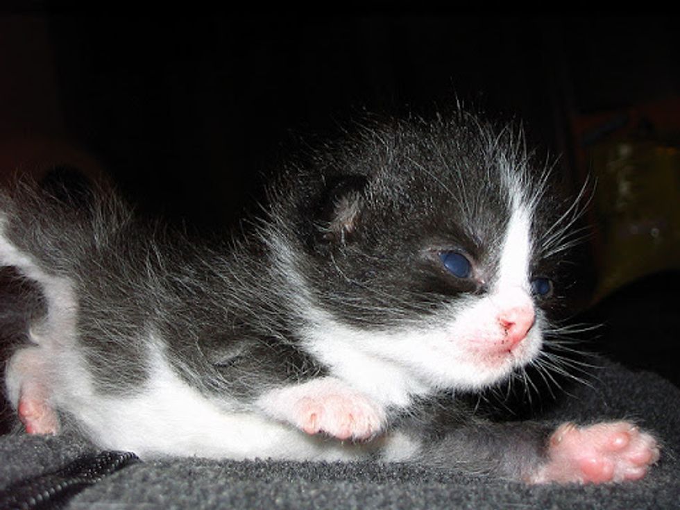 Zamboni the Tuxedo Cat - Love Meow