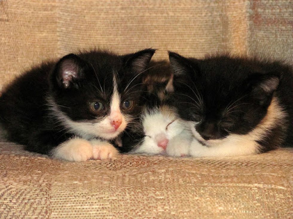 Zamboni the Tuxedo Cat - Love Meow