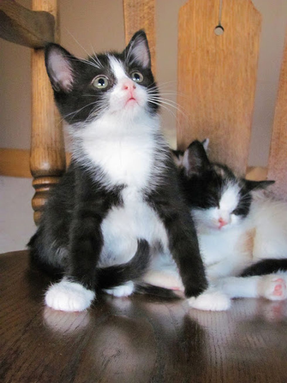 Zamboni the Tuxedo Cat - Love Meow