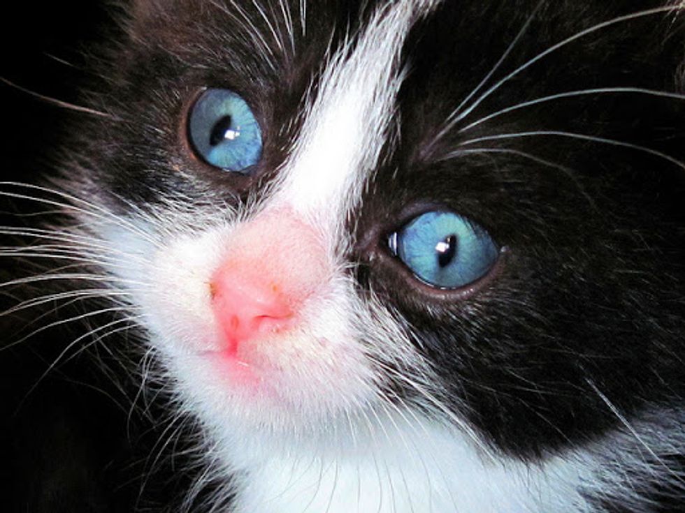 Zamboni the Tuxedo Cat - Love Meow