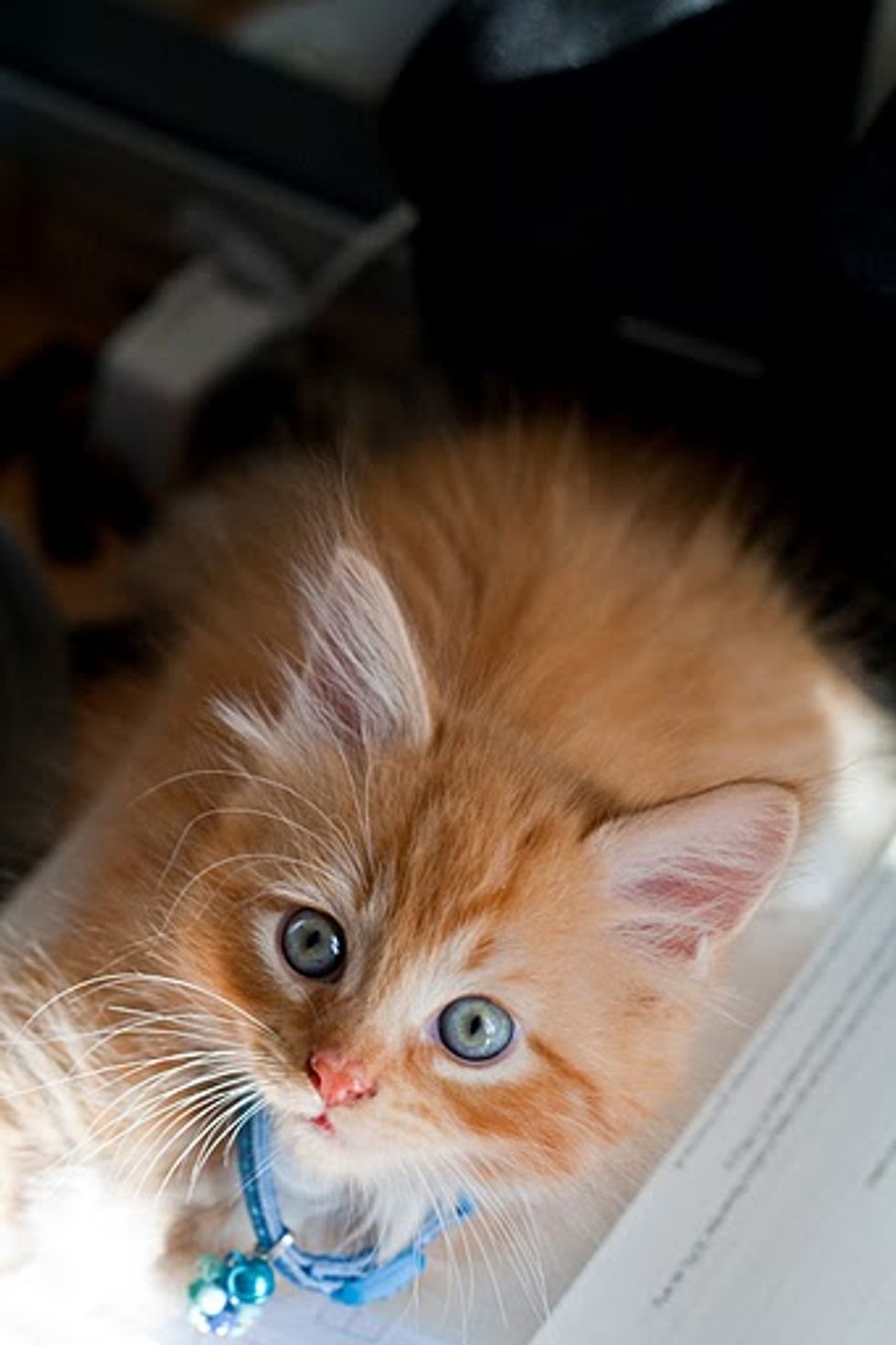 Little Ginger Rascal, Alfie - Love Meow