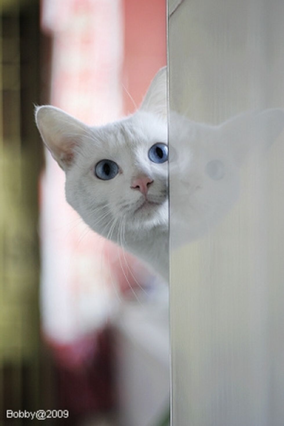 Beautiful White Rescue, Softie - Love Meow