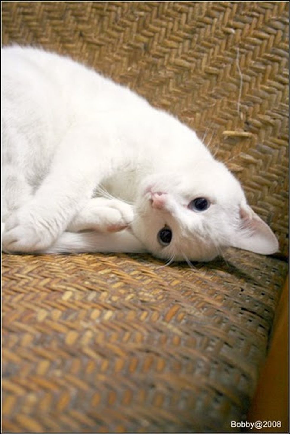 Beautiful White Rescue, Softie - Love Meow