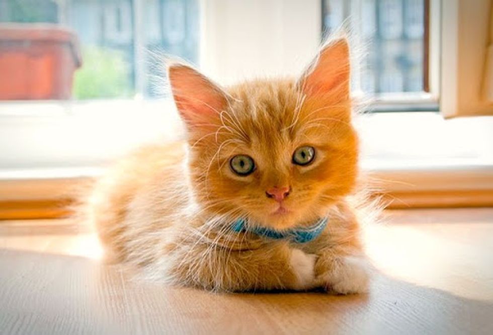 Little Ginger Rascal, Alfie - Love Meow