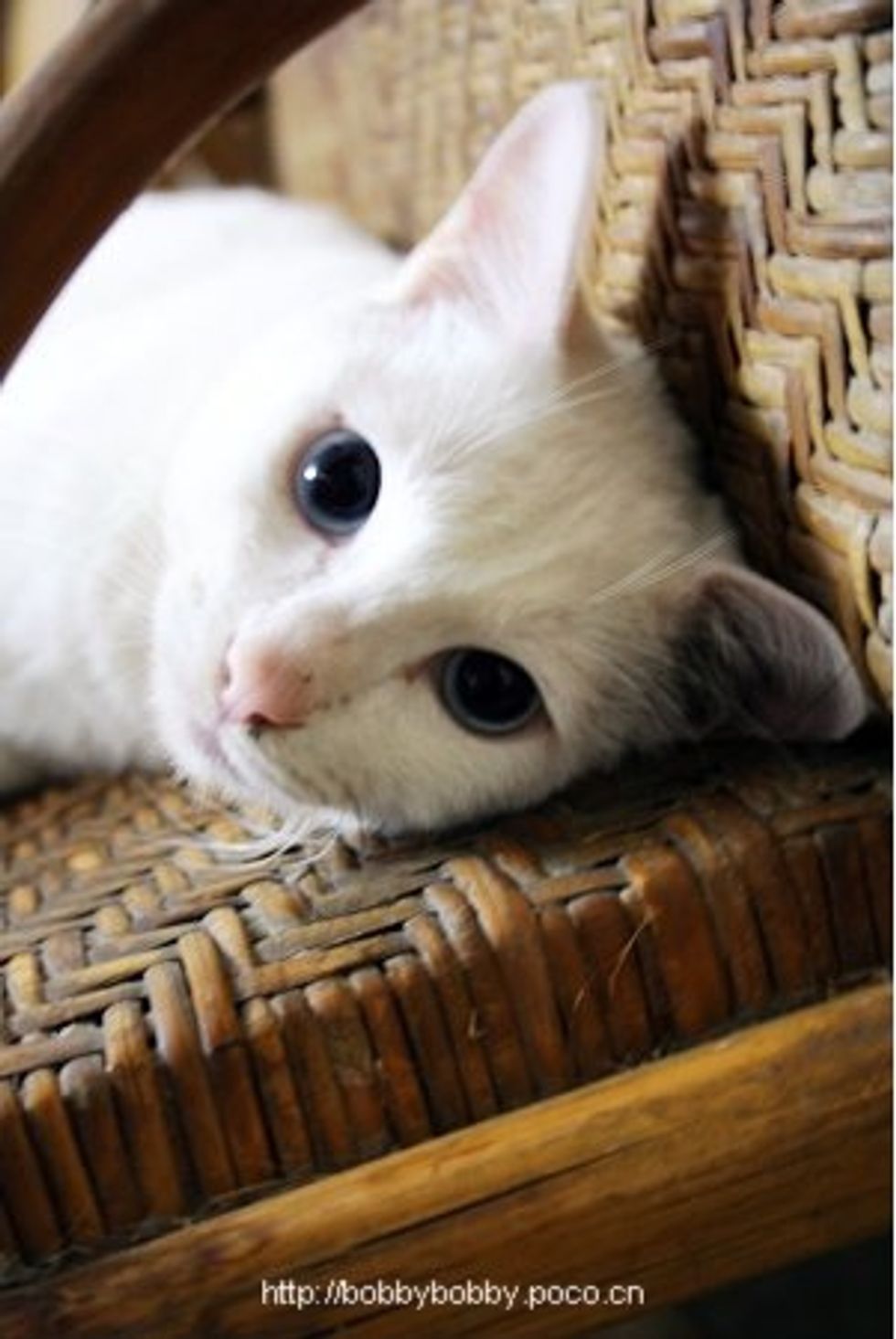 Beautiful White Rescue, Softie - Love Meow
