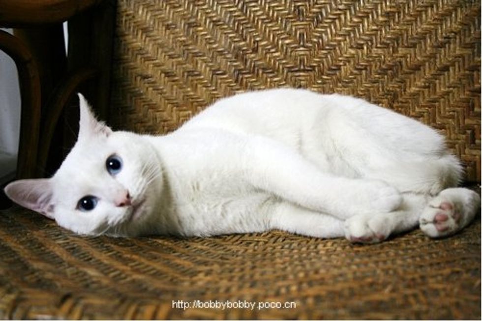 Beautiful White Rescue, Softie - Love Meow