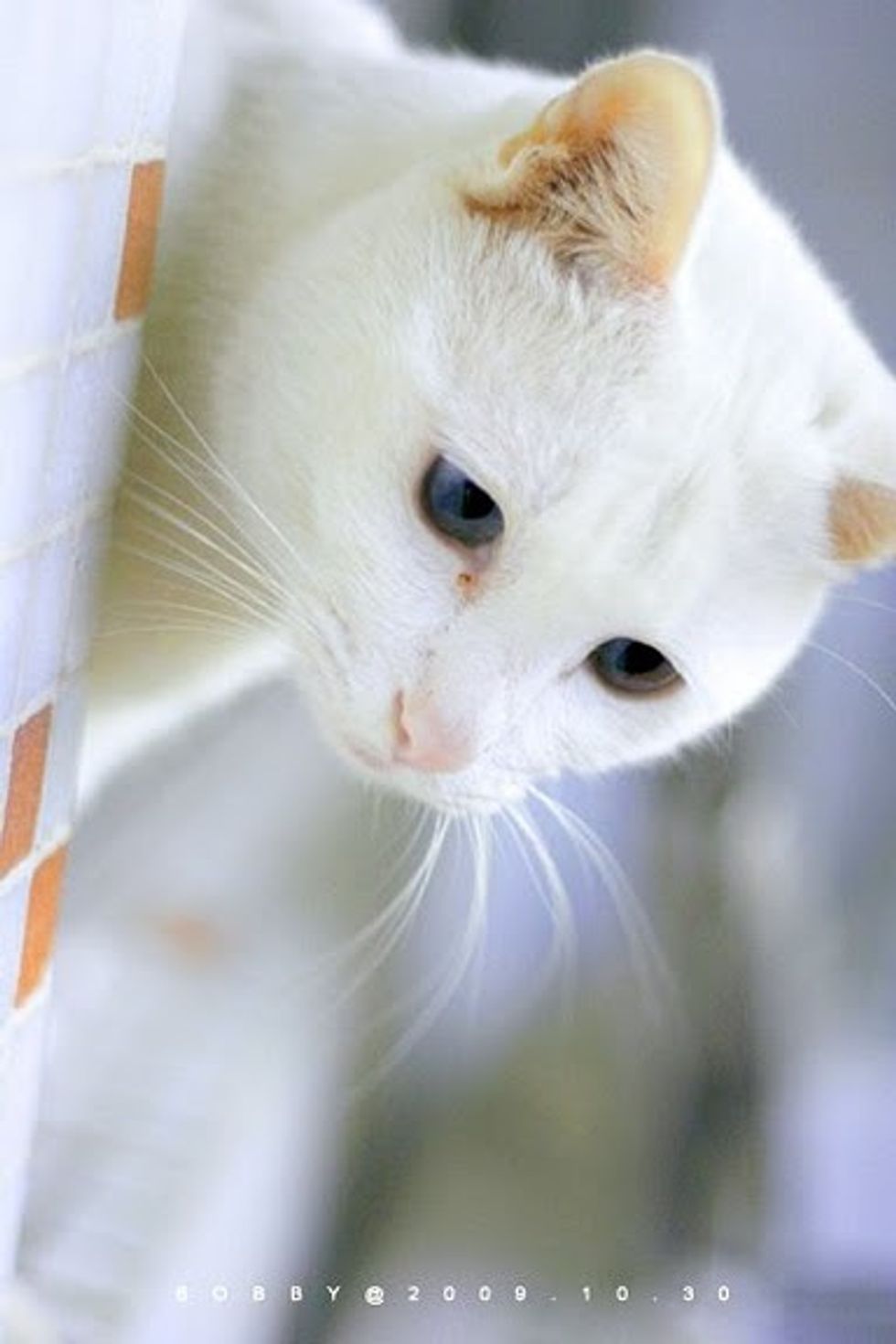 Beautiful White Rescue, Softie - Love Meow