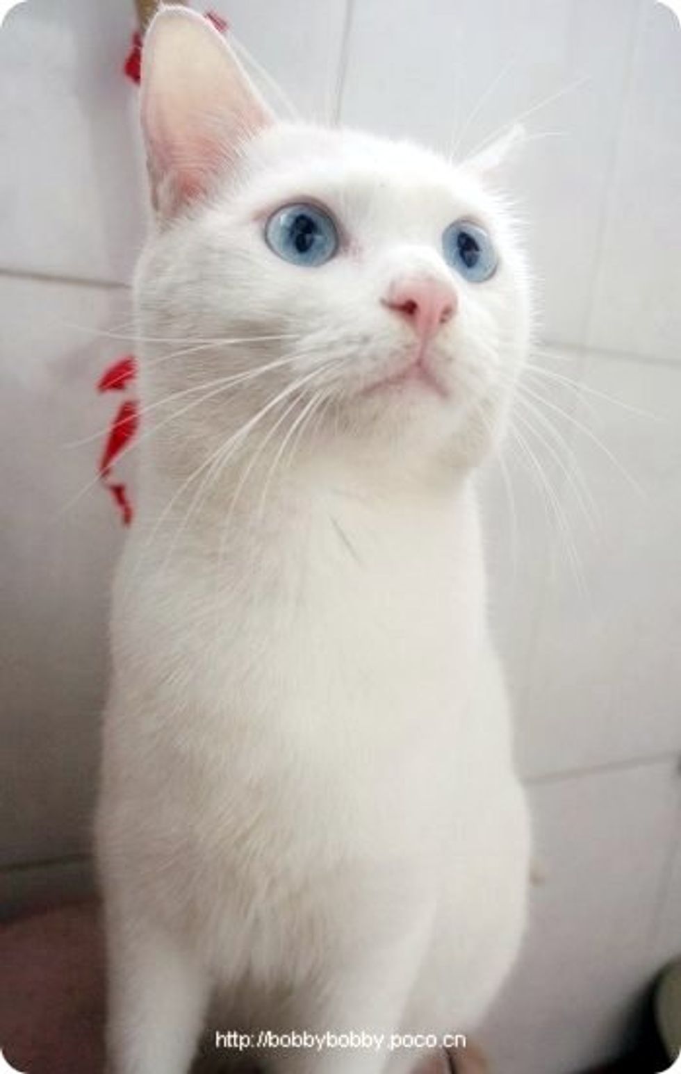 Beautiful White Rescue, Softie - Love Meow