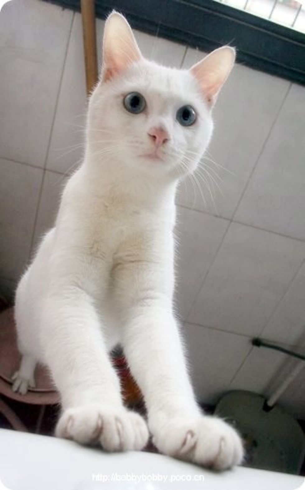 Beautiful White Rescue, Softie - Love Meow