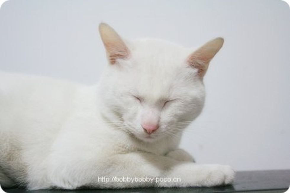 Beautiful White Rescue, Softie - Love Meow