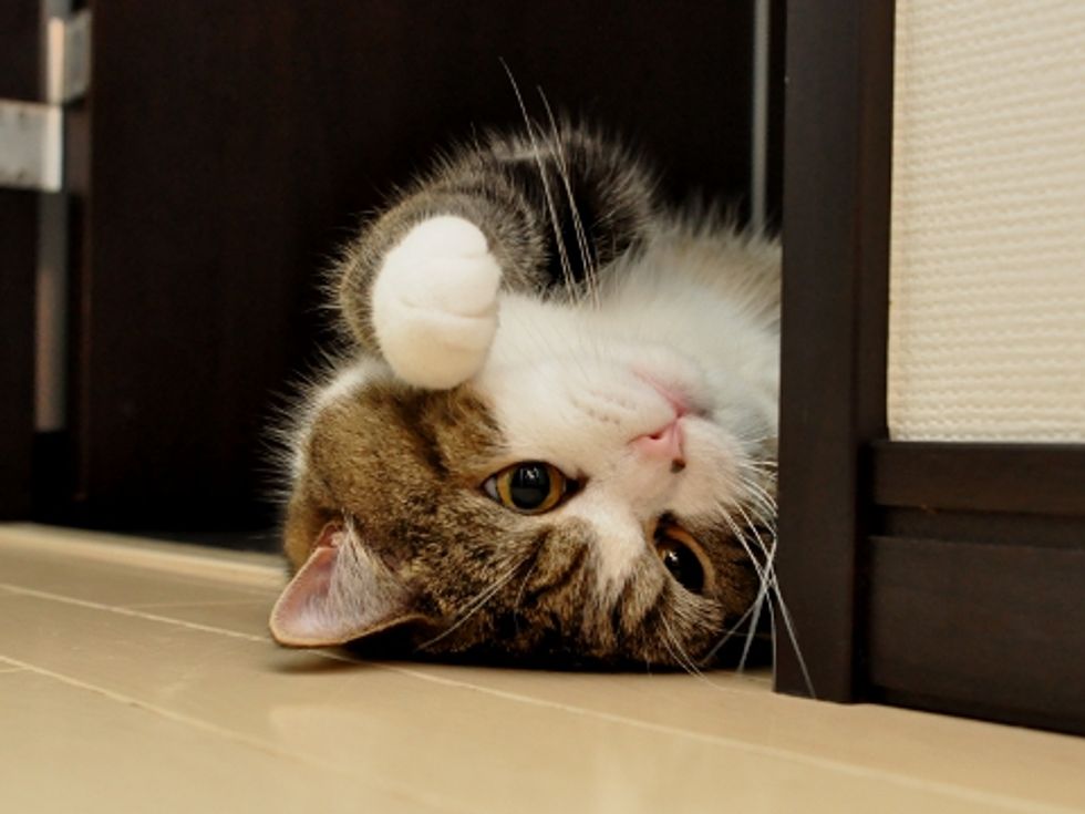Maru's Play Time - Love Meow