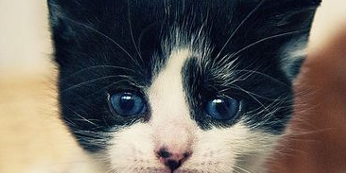 Little Felix - Love Meow
