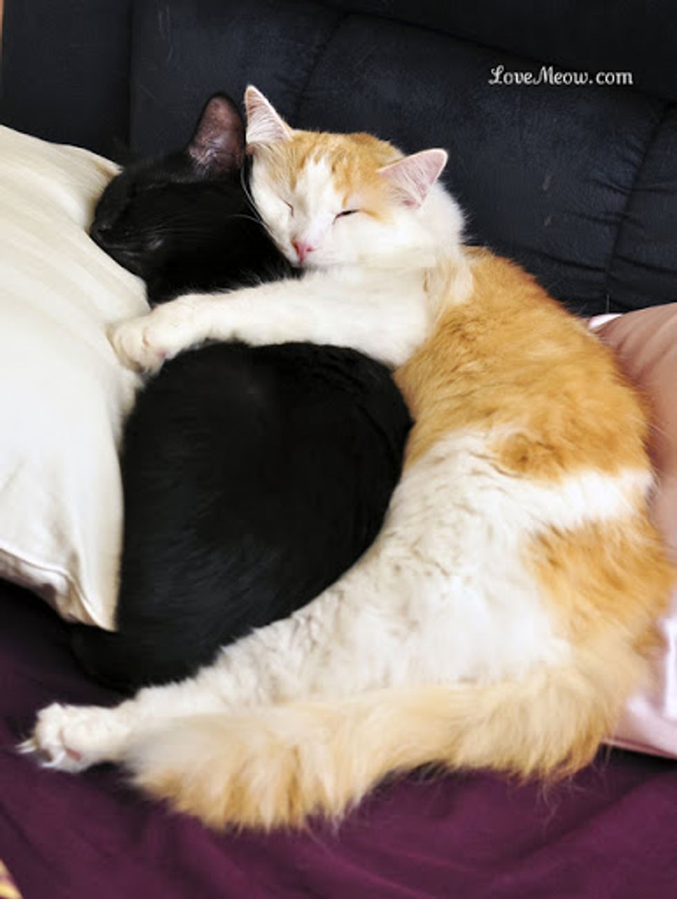 Big Cuddle - Love Meow