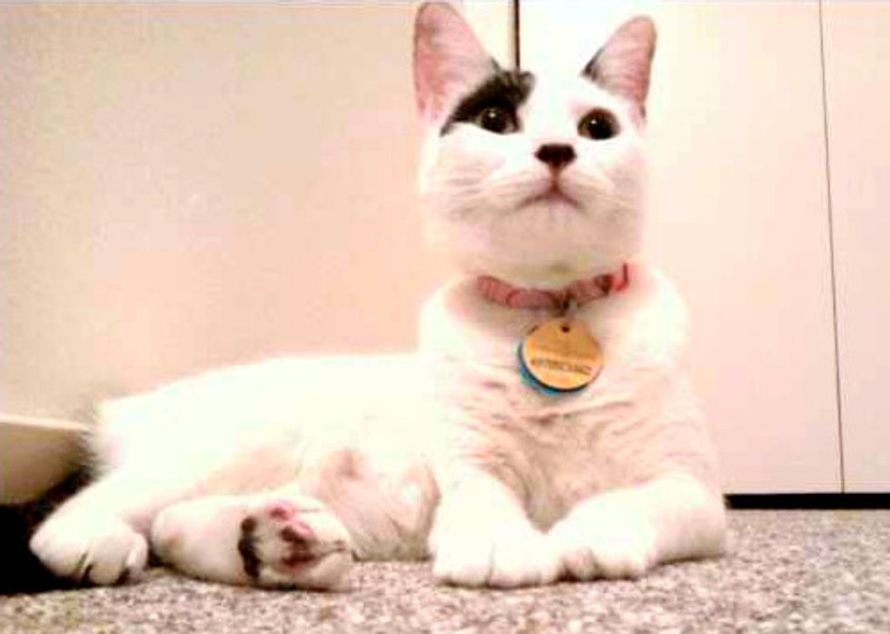 August Cat/Kitten of the Month Results - Love Meow