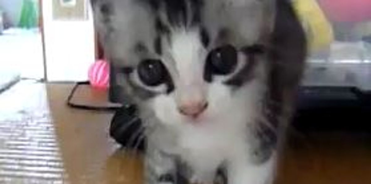 Feisty Little Kitten - Love Meow
