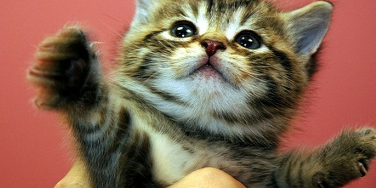 Little Larry the Tabby - Love Meow