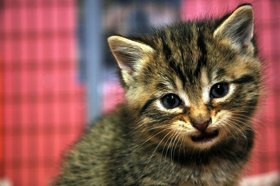 Little Larry the Tabby - Love Meow