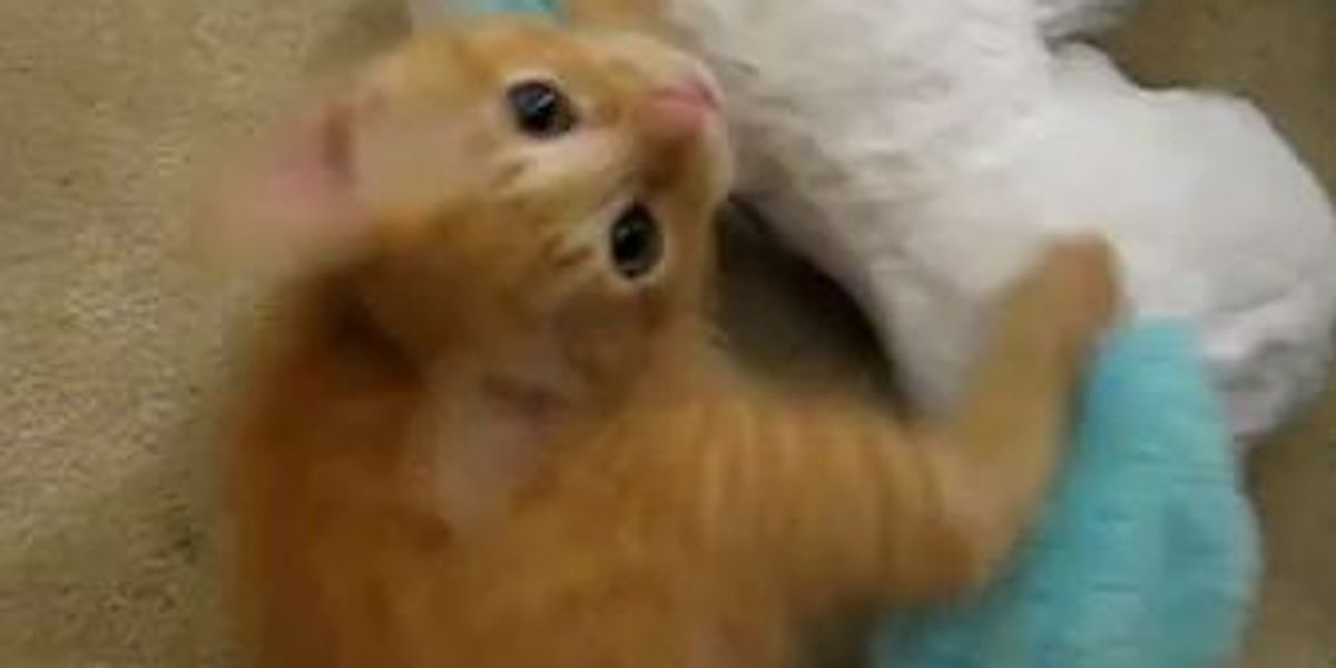 Feisty Ginger Foster - Love Meow