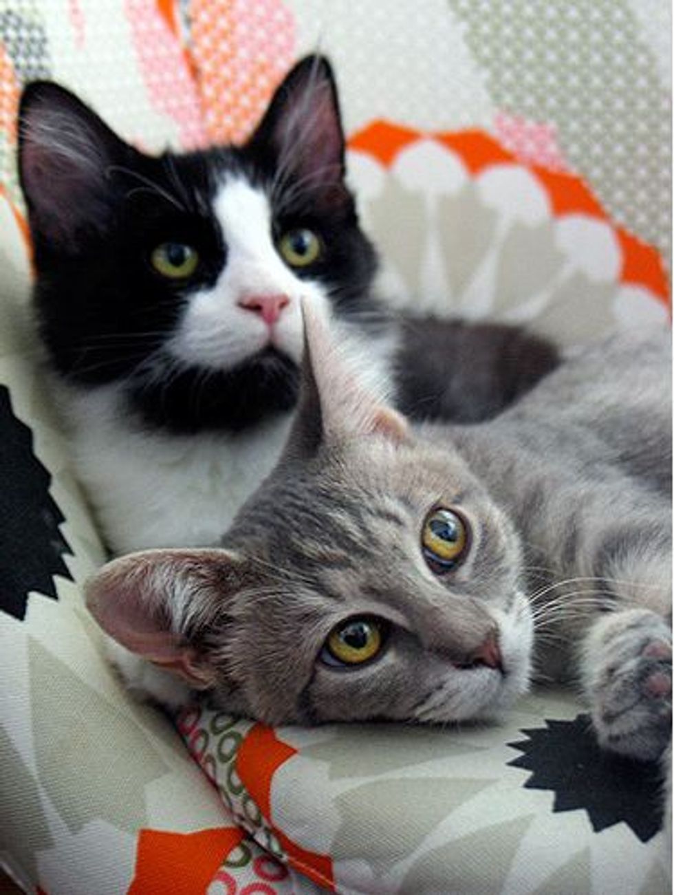 Dot and Max - Love Meow