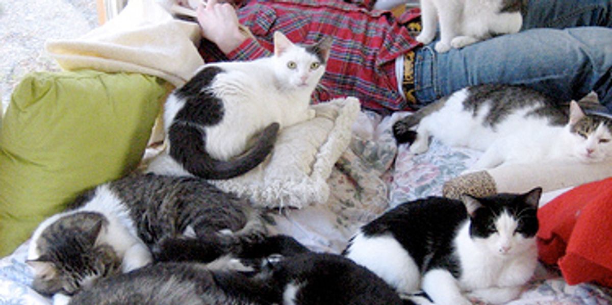 The Goathouse Refuge, Cage-Free Cat Sanctuary - Love Meow