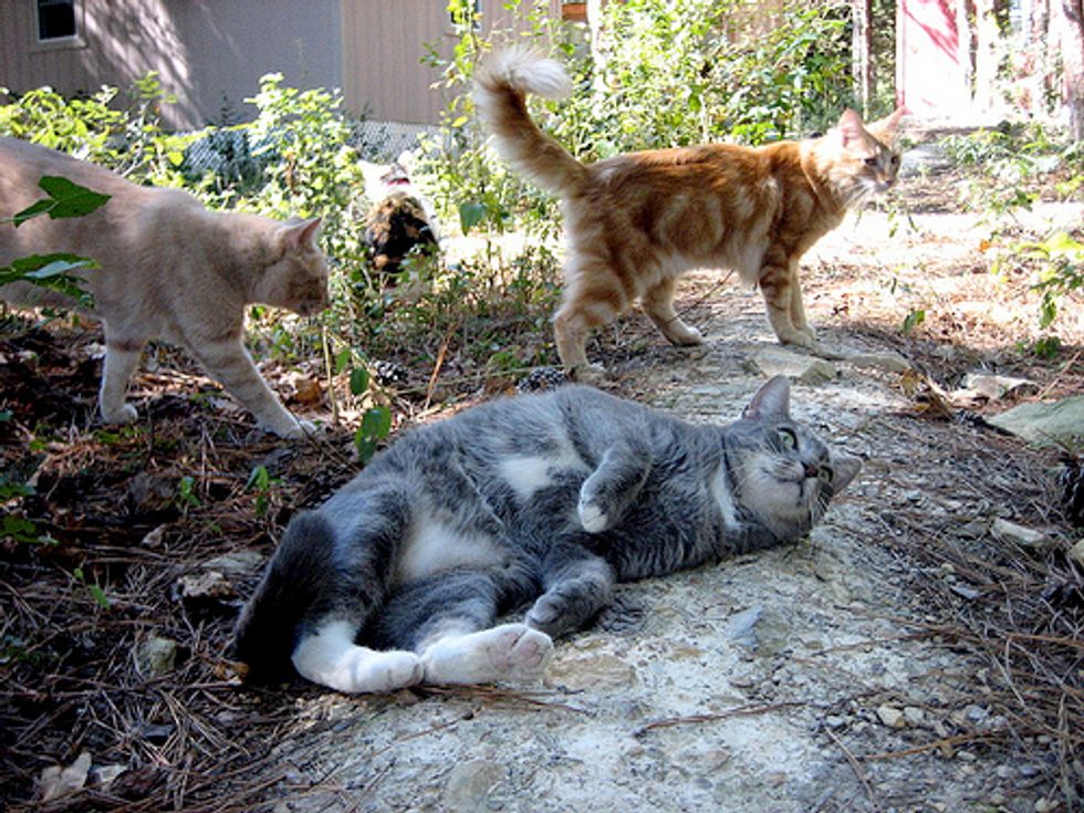 The Goathouse Refuge, Cage-Free Cat Sanctuary - Love Meow