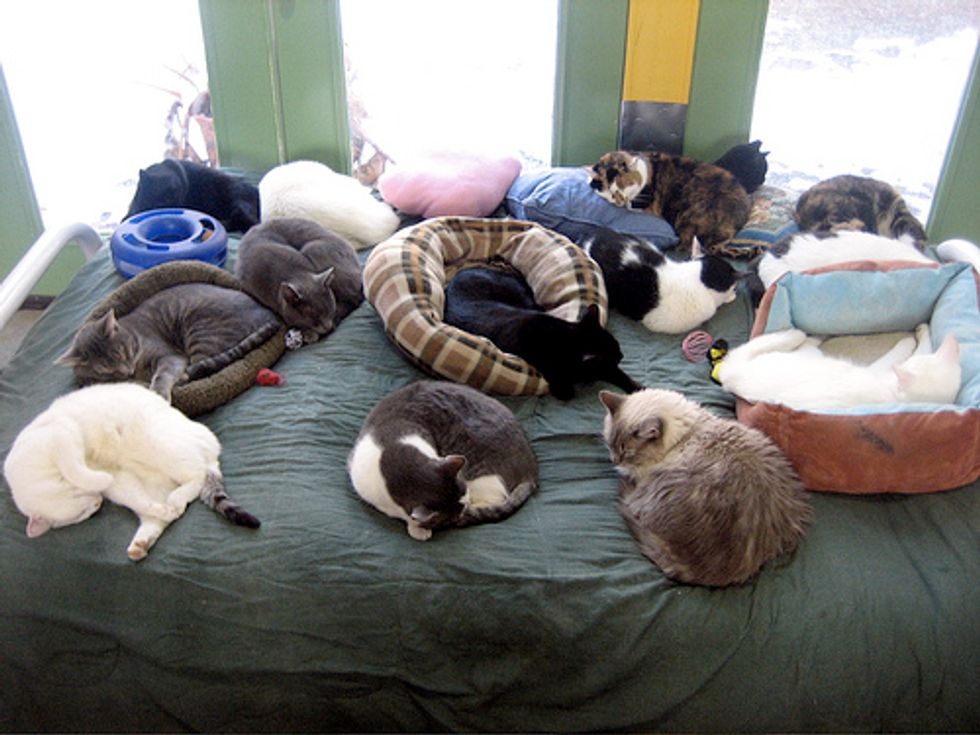 The Goathouse Refuge, Cage-Free Cat Sanctuary - Love Meow