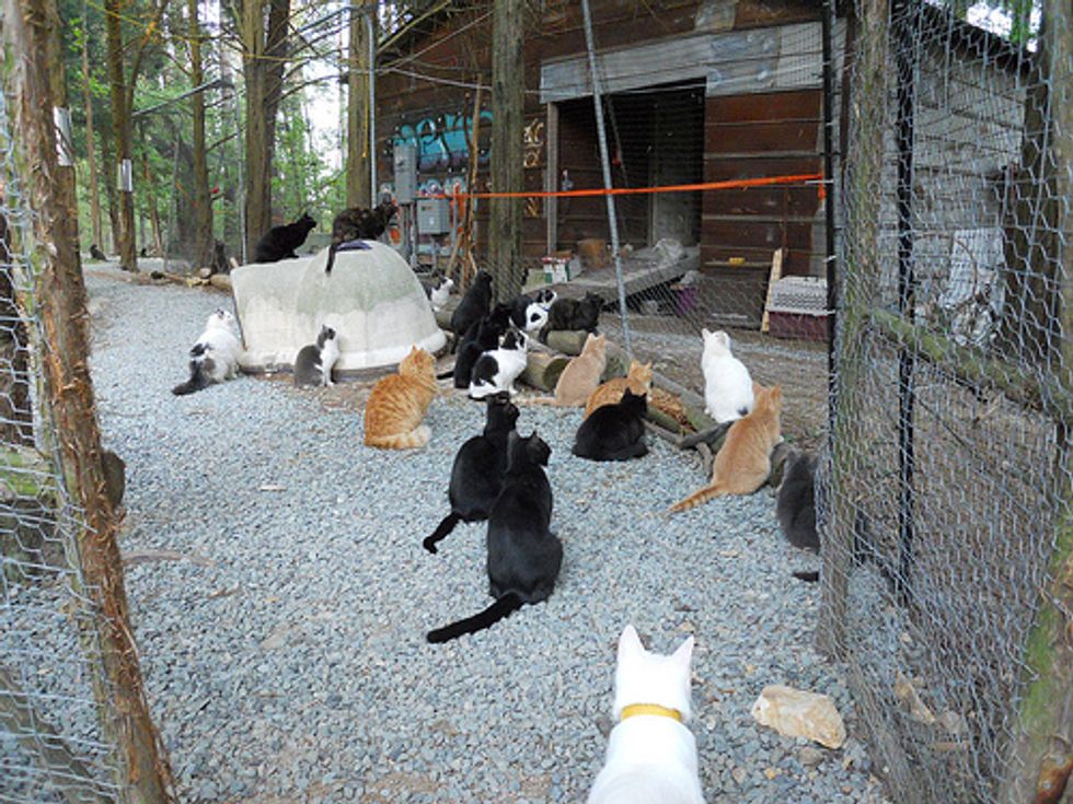 The Goathouse Refuge, Cage-Free Cat Sanctuary - Love Meow