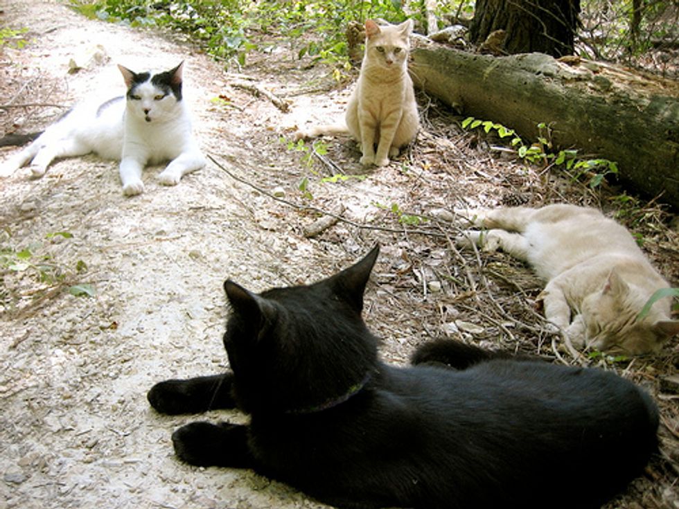 The Goathouse Refuge, Cage-Free Cat Sanctuary - Love Meow