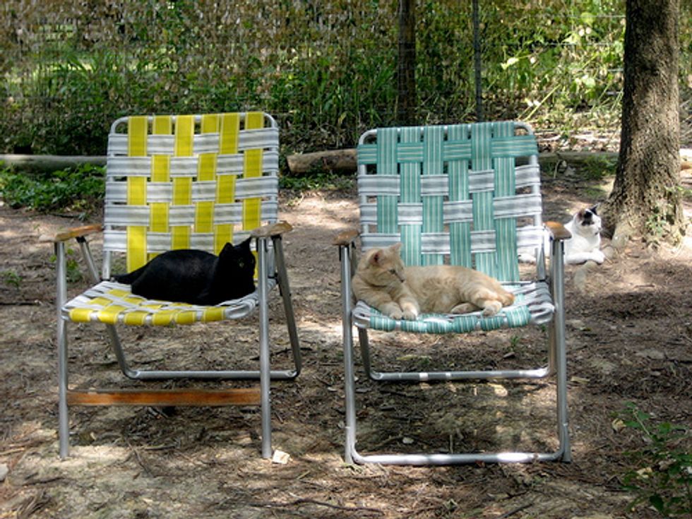 The Goathouse Refuge, Cage-Free Cat Sanctuary - Love Meow