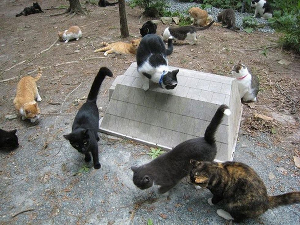 The Goathouse Refuge, Cage-Free Cat Sanctuary - Love Meow