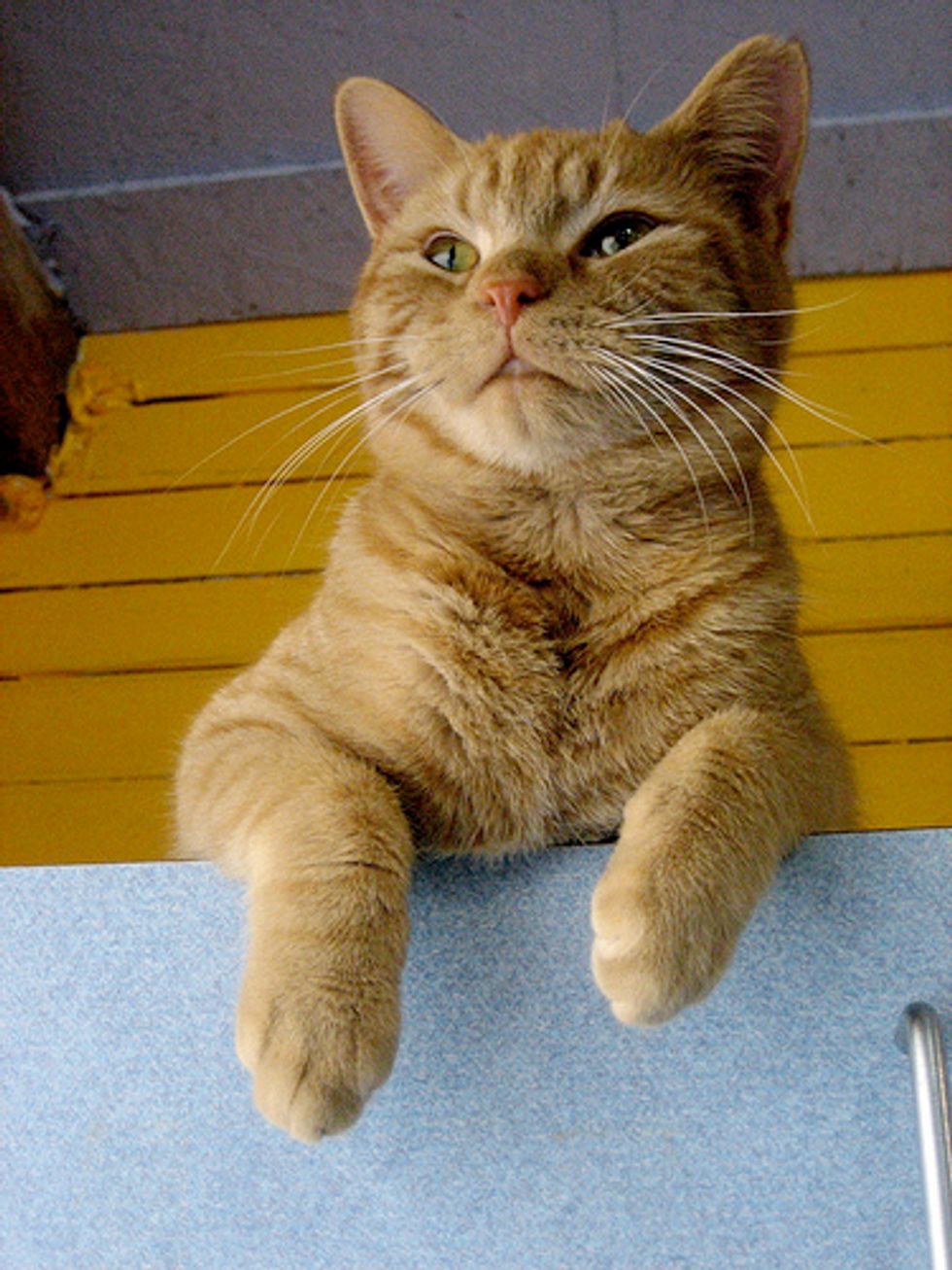 The Goathouse Refuge, Cage-Free Cat Sanctuary - Love Meow