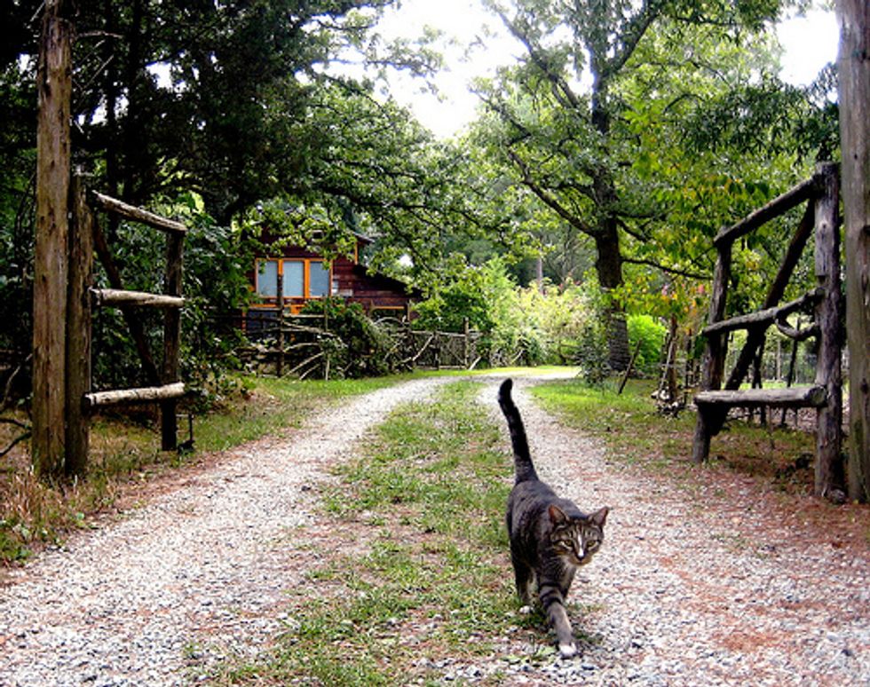 The Goathouse Refuge, Cage-Free Cat Sanctuary - Love Meow