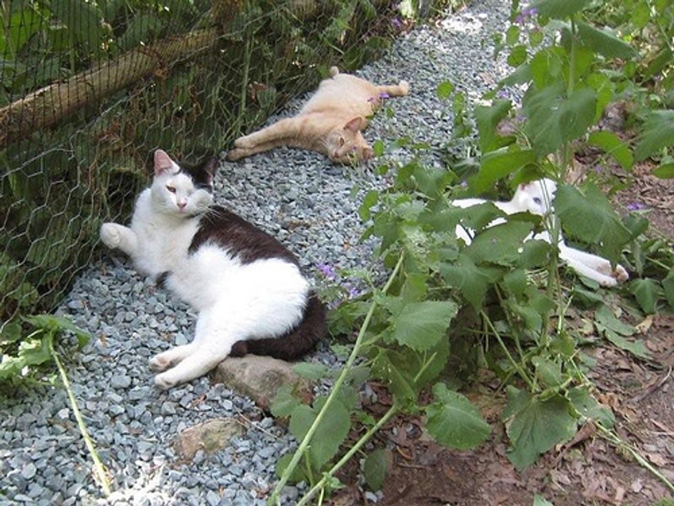 The Goathouse Refuge, Cage-Free Cat Sanctuary - Love Meow